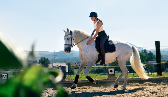 Tips om je oude paard te trainen | Pavo