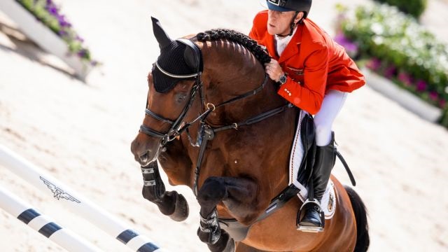 4 Tips for rapid muscle building in horses | Pavo