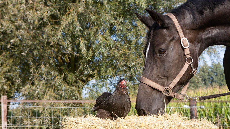 Ontmoet het broertje van Pavo: Hedric Hobbyvoeders | Pavo