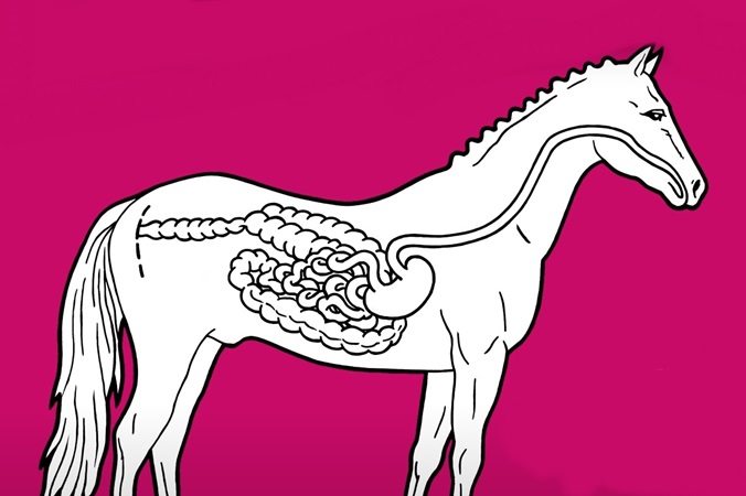 Hestens fordøjelsessystem | Stor PAVO guide | Pavo